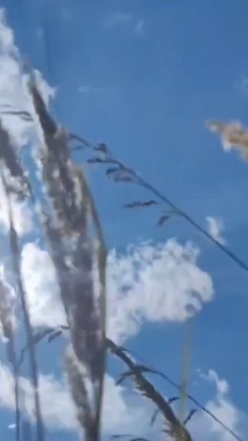 •POV Вдыхаешь тот самый вольный ветер полей... 🌾