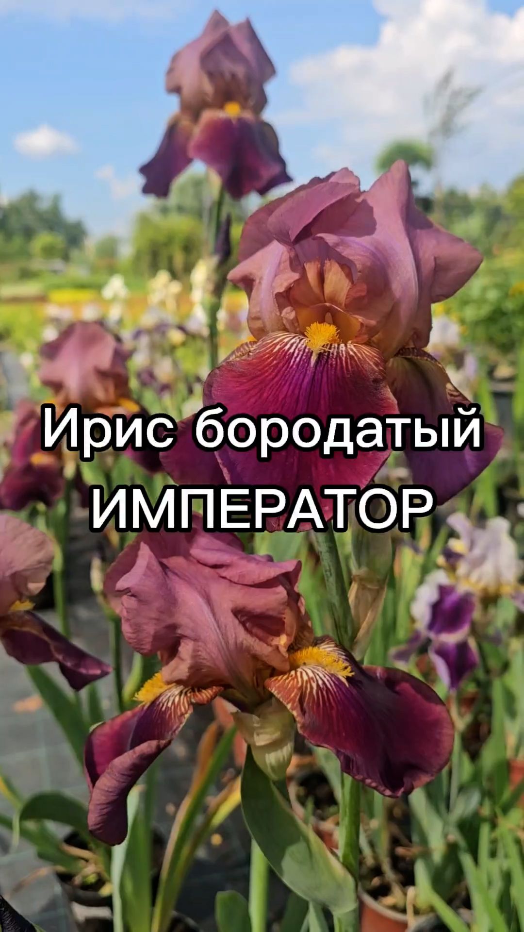 Идеальный ирис для срезки.