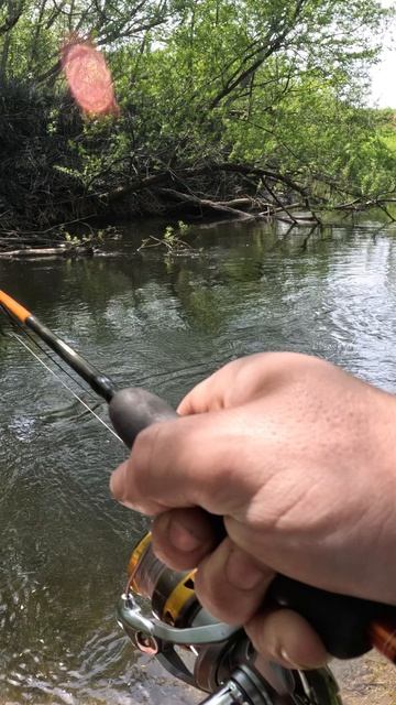 🐟 Поклёвка СИМЫ🐟 Сезон 2026! Рыбалка Сахалин  #Сахалин #рыбалка #сима #лосось