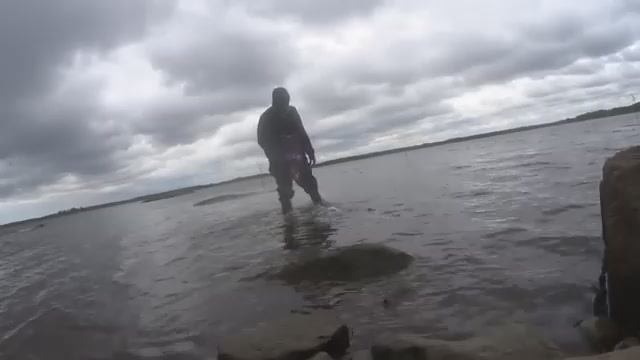 Идущий по воде.Чуть не проколола мне сапоги.вот эта рыба.