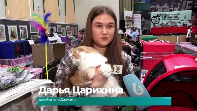(16.06.2026) В музее изобразительных искусств Комсомольска показали редкие породы кошек