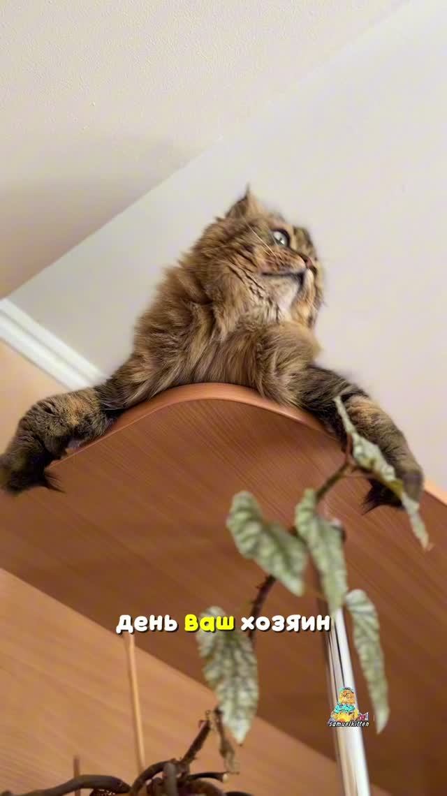 А вы сколько раз в день кормите?😸 #котики #юмор #животные #смешныекоты