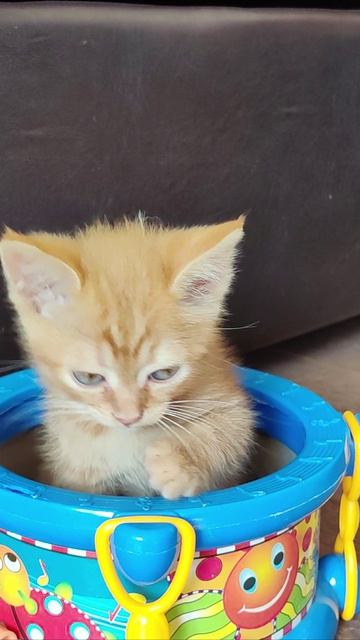 Котенок и сломанный барабан. #котенок