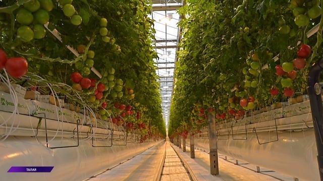Информационная программа Эхо дня 15 июня 2026
