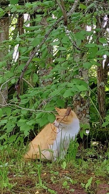 Дикий кот)