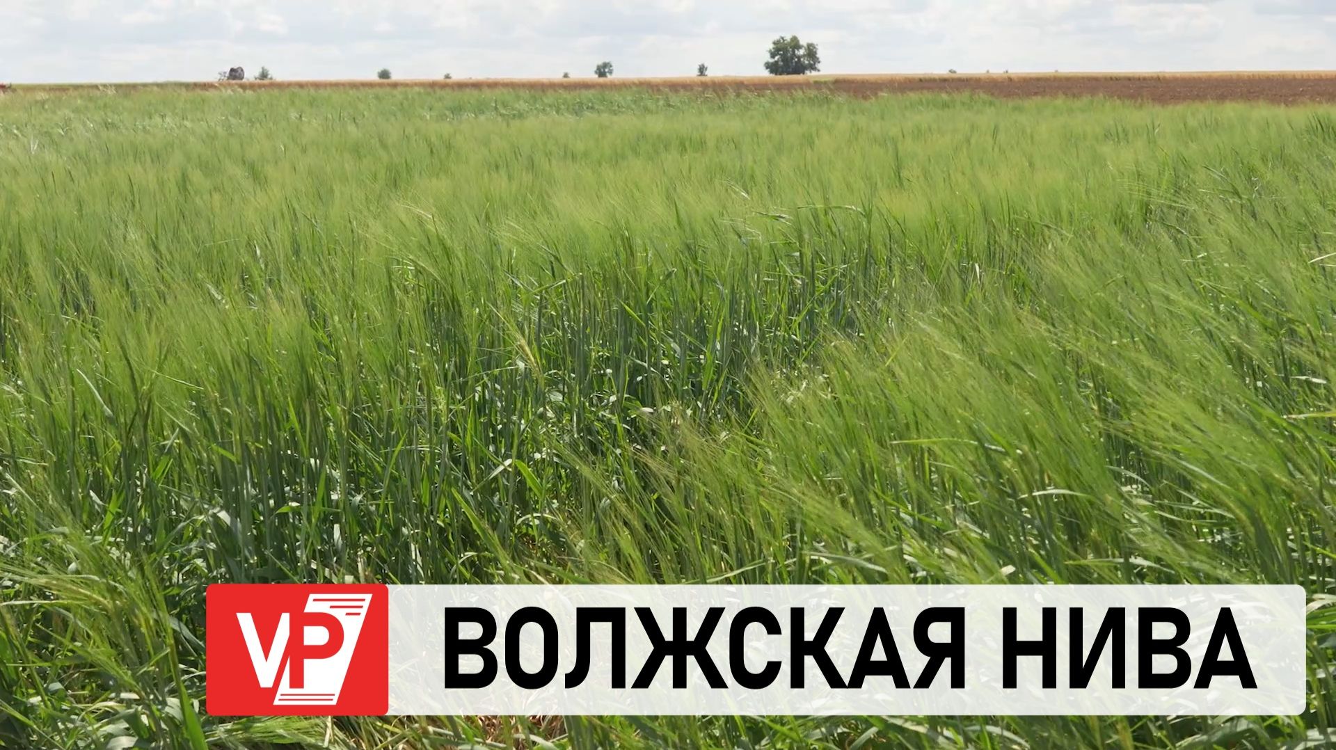 НА «ДНЕ ПОЛЯ» АГРАРИИ ПОЗНАКОМИЛИСЬ С СОРТОВЫМИ НОВИНКАМИ И ВОЗМОЖНОСТЯМИ СОВРЕМЕННОЙ ТЕХНИКИ