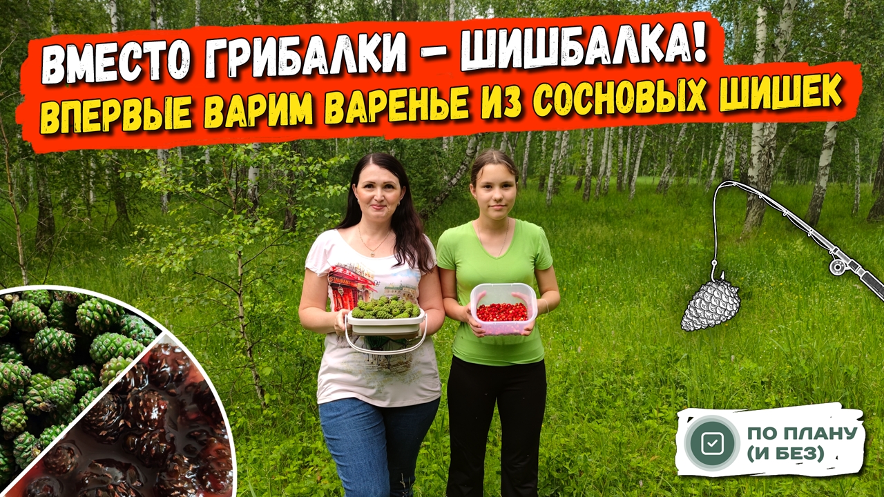 Вместо грибалки – шишбалка!  Впервые варим варенье из сосновых шишек