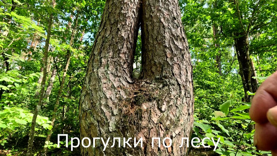 Прогулки по лесу. По низинному лесу. Оригинальное дерево.