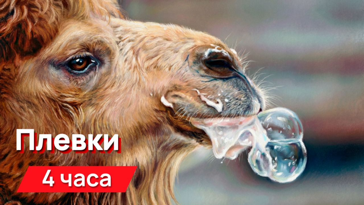 Звуки для соседей - Плевки