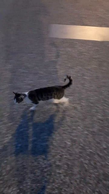 Кормление турецких котов в городе Сиде #turkey #cat #cats #travel #traveling #travelvlogging