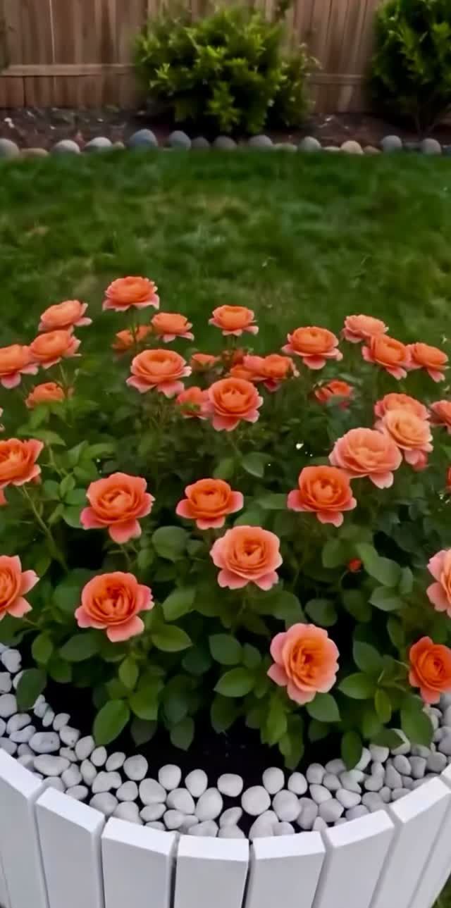 Клумба для роз из старых покрышек 🥀