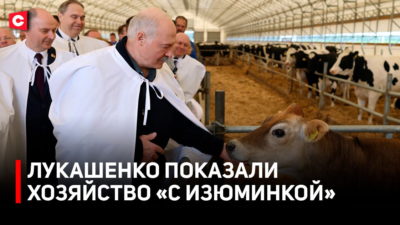 КОРОВЫ КАК ИЗ РЕКЛАМЫ ШОКОЛАДА. Лукашенко посетил особенное хозяйство