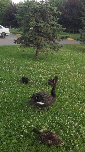 Лебедь и утки