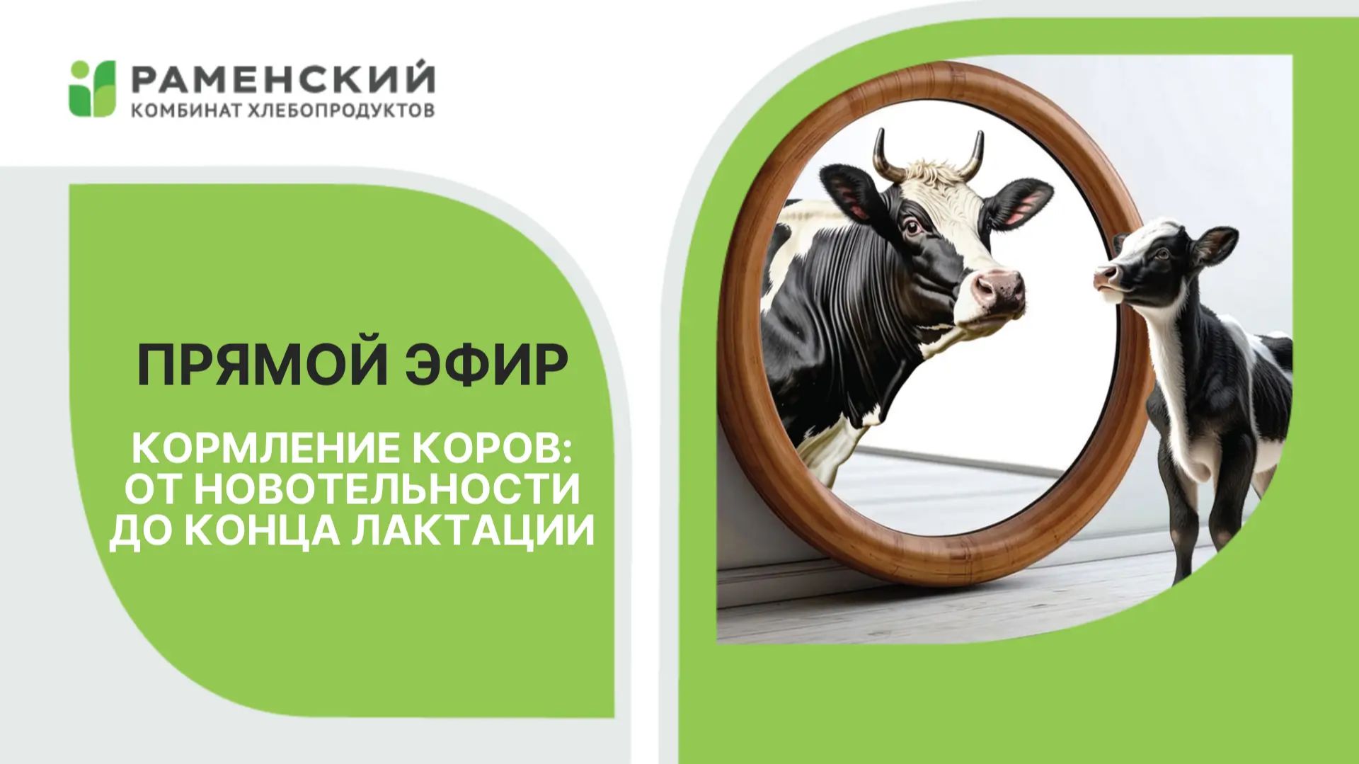 Разобрали кормление КРС по этапам: от новотельности до конца лактации