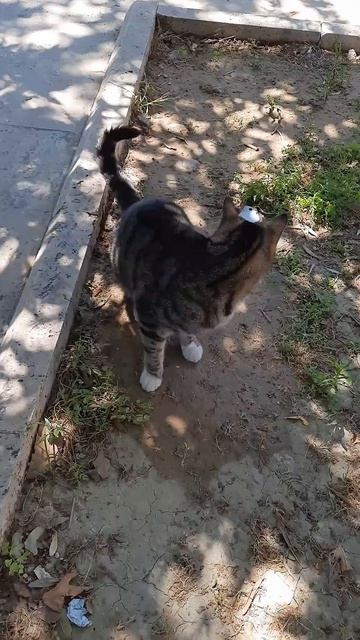 Кошка играет с ящерицей  #turkey #cat #cats #türkiye #кот #кошка #коты