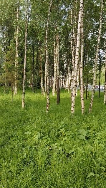 Гиперборейский парк  г.Ковдор Мурманская область 19-06-2026