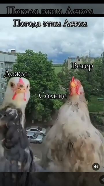 шортс