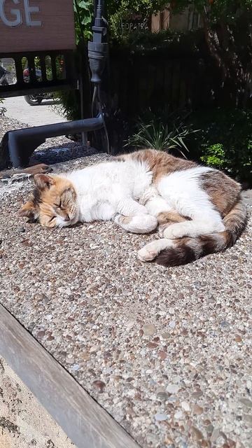 Турецкий кот спит #turkey #cat #türkiye #море #sea #cats #catshorts #турция #travel