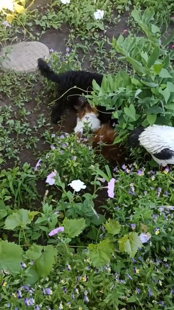 #СОБАКА Айза и кошка Муся. Подружки.