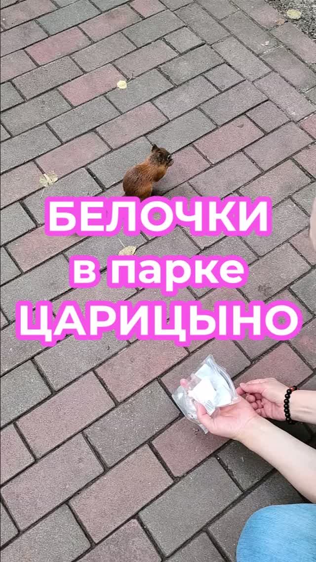 Белочки в парке Царицыно #паркимосквы