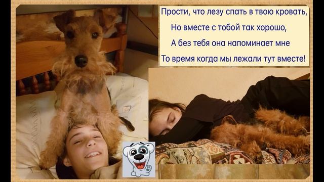 СОБАКА ДРУГ - ВЕЛЬШ ТЕРЬЕР