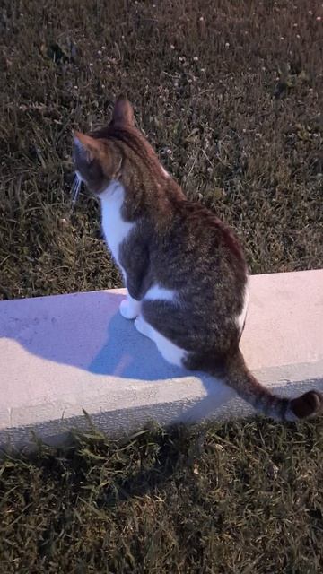 Feeding Turkish cats #türkiye #turkey #antalya #cat #cats #travel #traveling #travelvlog