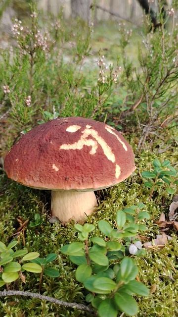 Белый гриб Боровик ©20250905