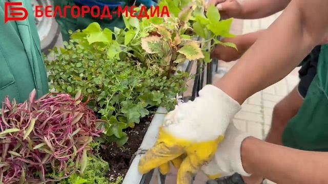 Чтобы добавить ещё больше летних красок, в Белгороде устанавливают цветочные кашпо
