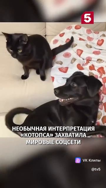 Котопес 😂