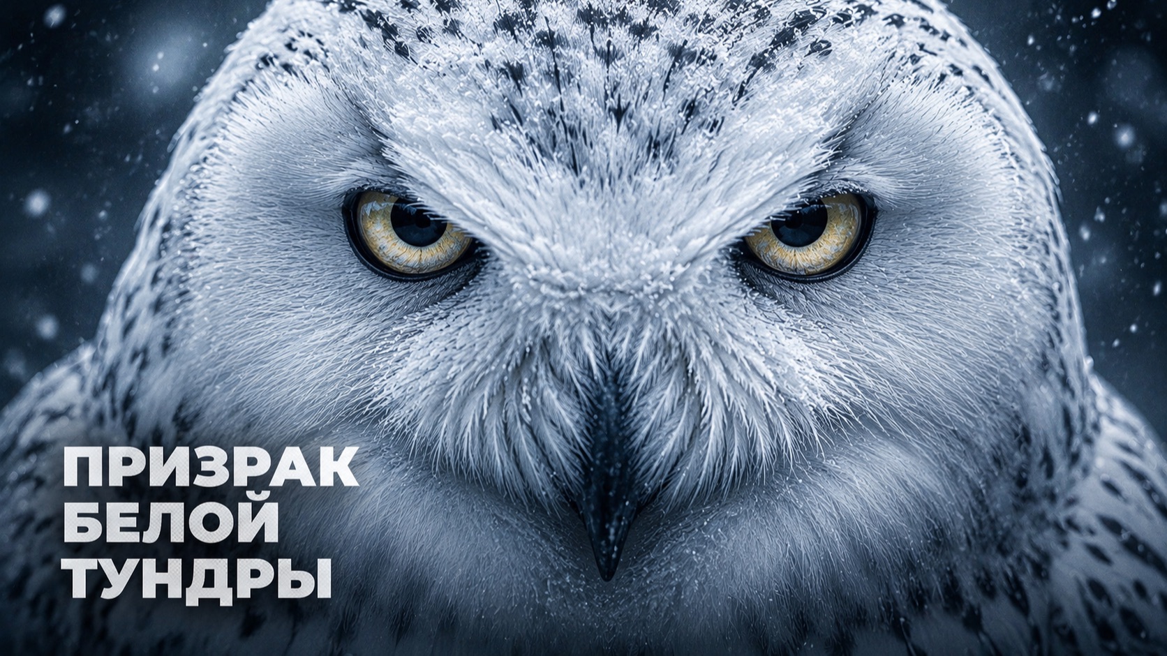 Белая сова: главный хищник арктической тундры