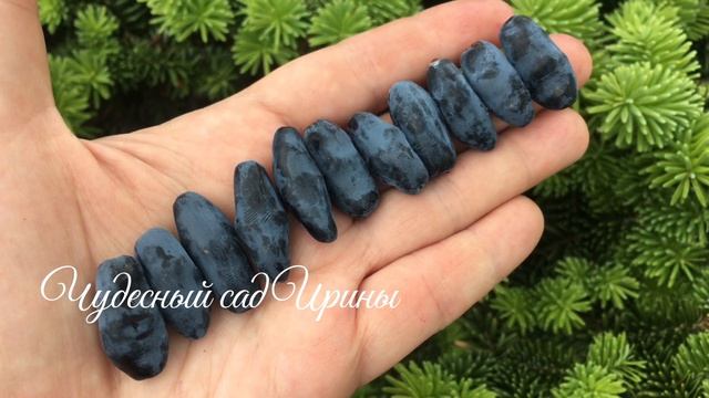 Уссульга - жимолость, которая не горчит