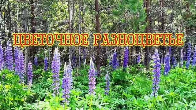ЦВЕТОЧНОЕ РАЗНОЦВЕТЬЕ