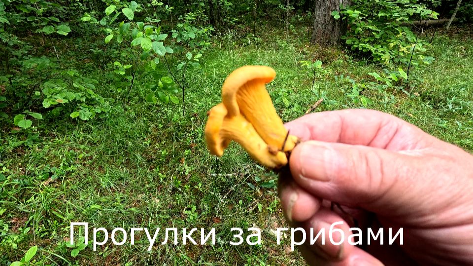 Прогулки за грибами. Нашекл первую лисичку в этом сезоне.