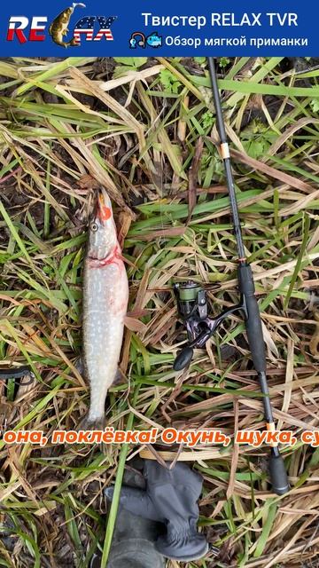 🎣🐟 Рыбалка на щуку летом | Твистер снова сработал
