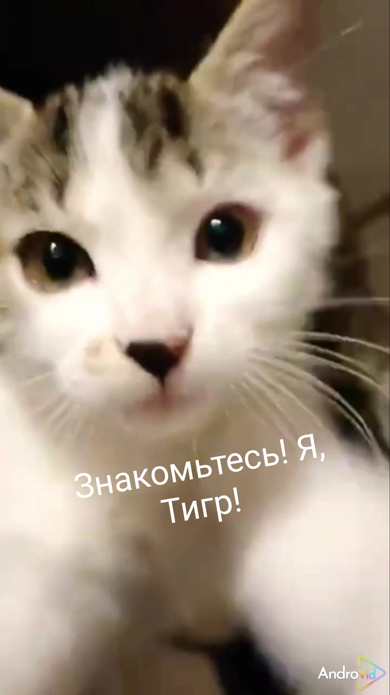 Доброго дня! Я, Тигр! 😁😻  20-06-2026