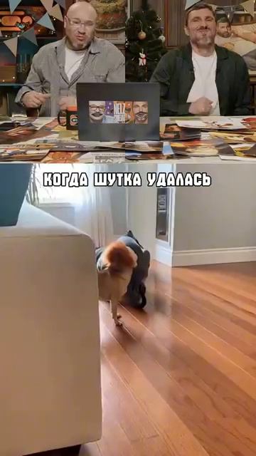 Прикол года