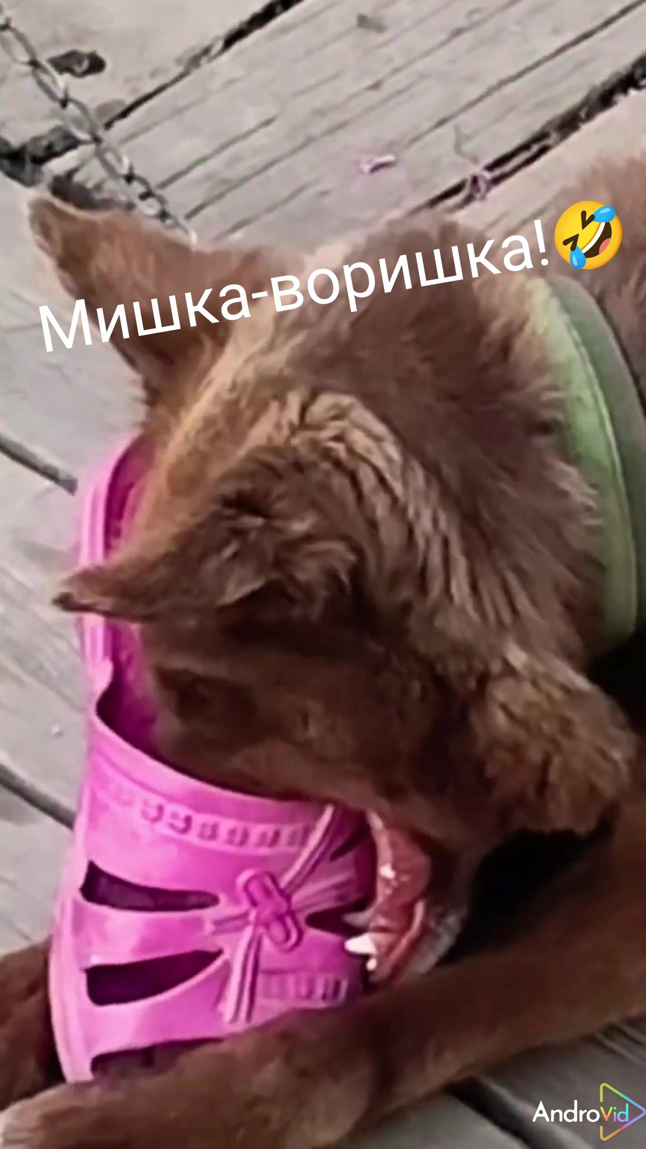 Мишка–воришка! 🤣  20-06-2026