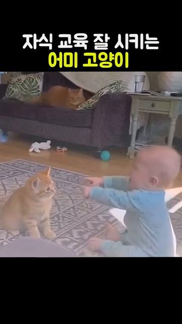 자식 교육 잘 시키는 어미고양이 고양이 귀여운 새끼고양이