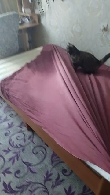 Наша кошка помогатор
