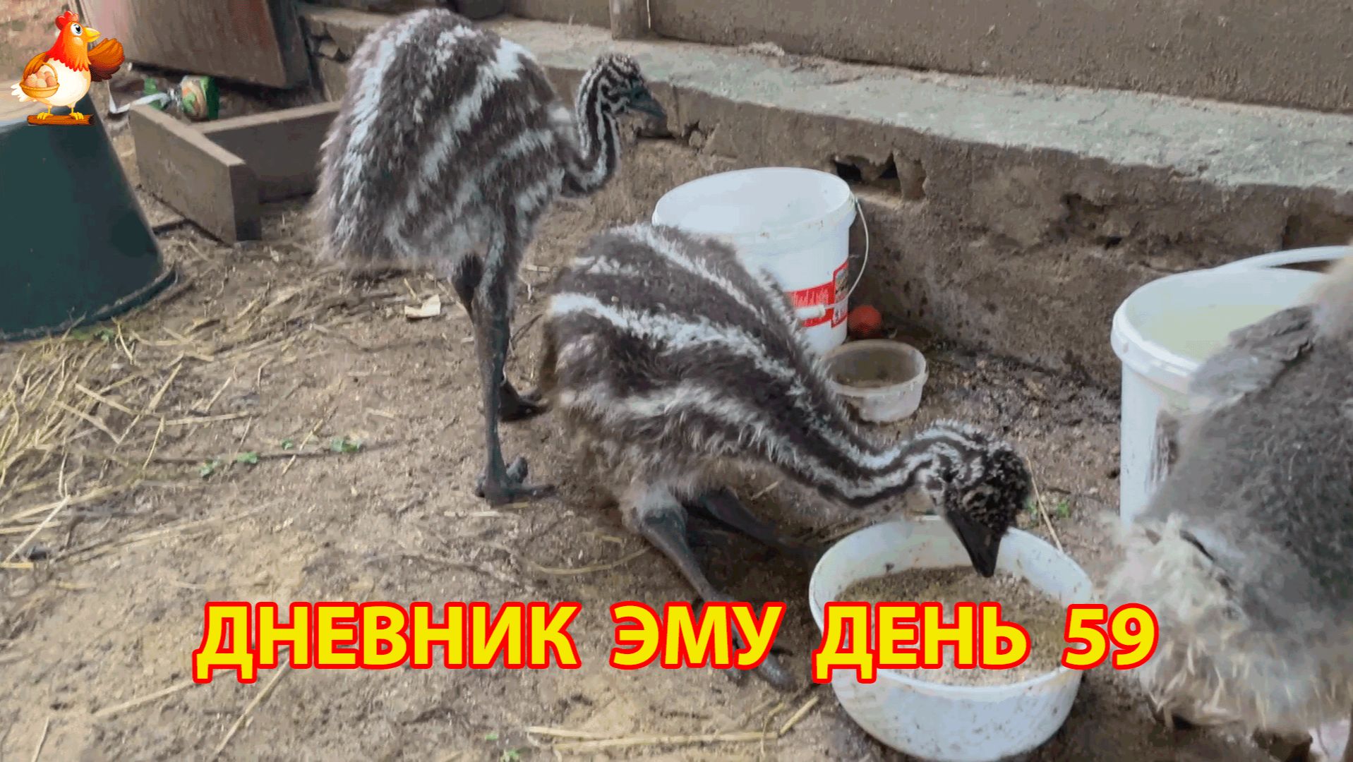 Дневник страусят Эму день 59