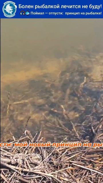 🎣🐟 Поймал — отпусти: мой новый принцип на рыбалке!