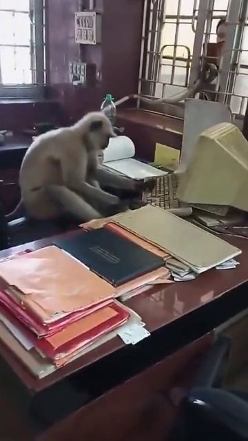 СОБАЧИЙ ЮМОР