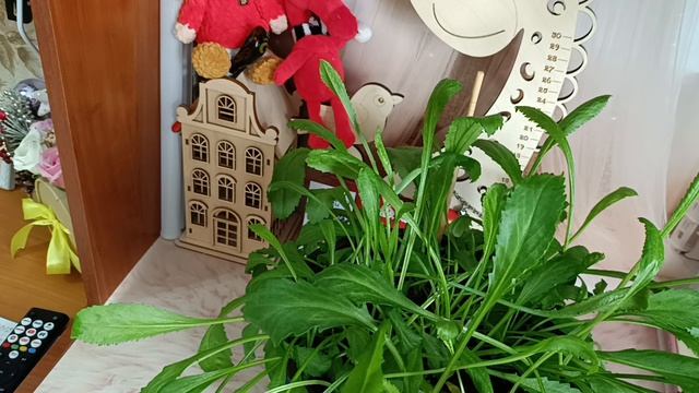 мои цветочки 🌺🌷🪷🌸🪻🌹🥀