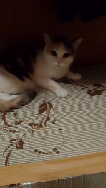 Кошки у свекрови в гостях