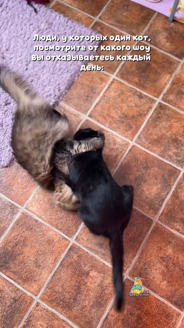 Шоу каждый день😹 #котики #юмор #смешныекоты