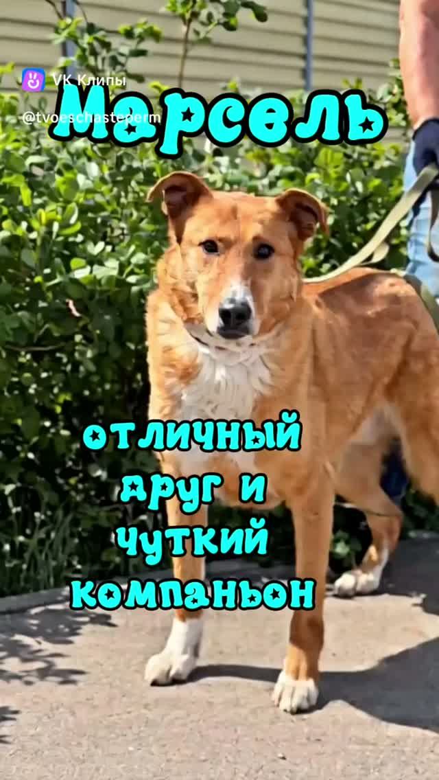 😍🤩 МАРСЕЛЬ: рыжее солнышко ищет свой теплый дом! 🌞✨