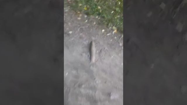 ahlelele ahleambush сезон 4