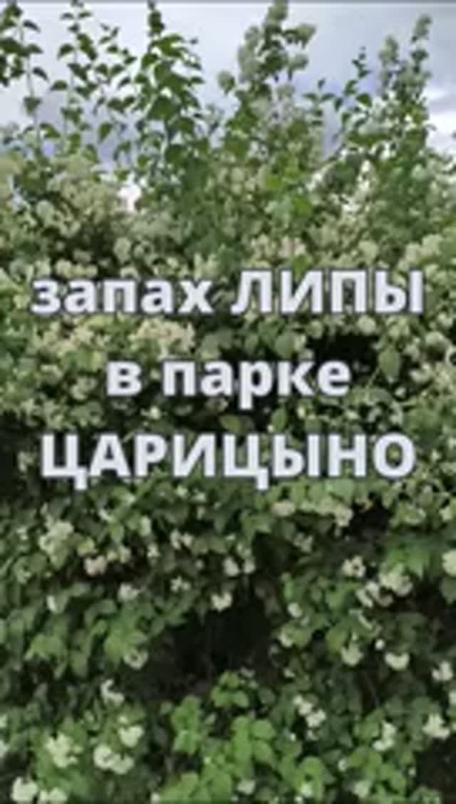 запах липы в парке Царицыно #отдыхвмоскве