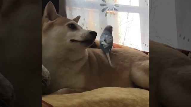 Наоко и Ромка отдыхают#Shorts#сиба ину# волнистый попугайчик#