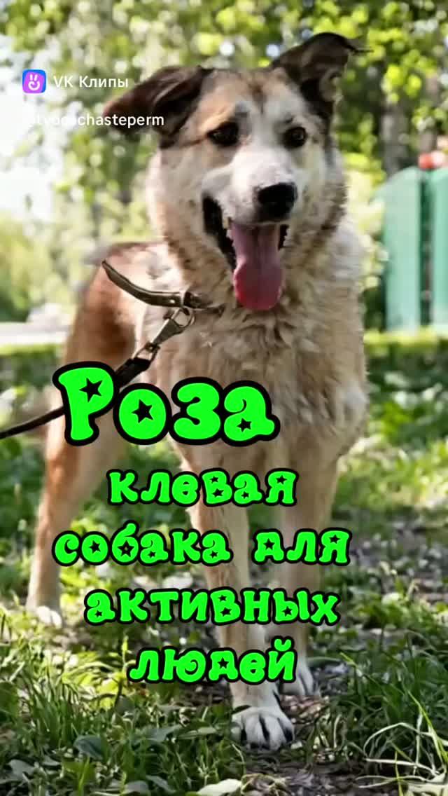 Розка клёвая собака!